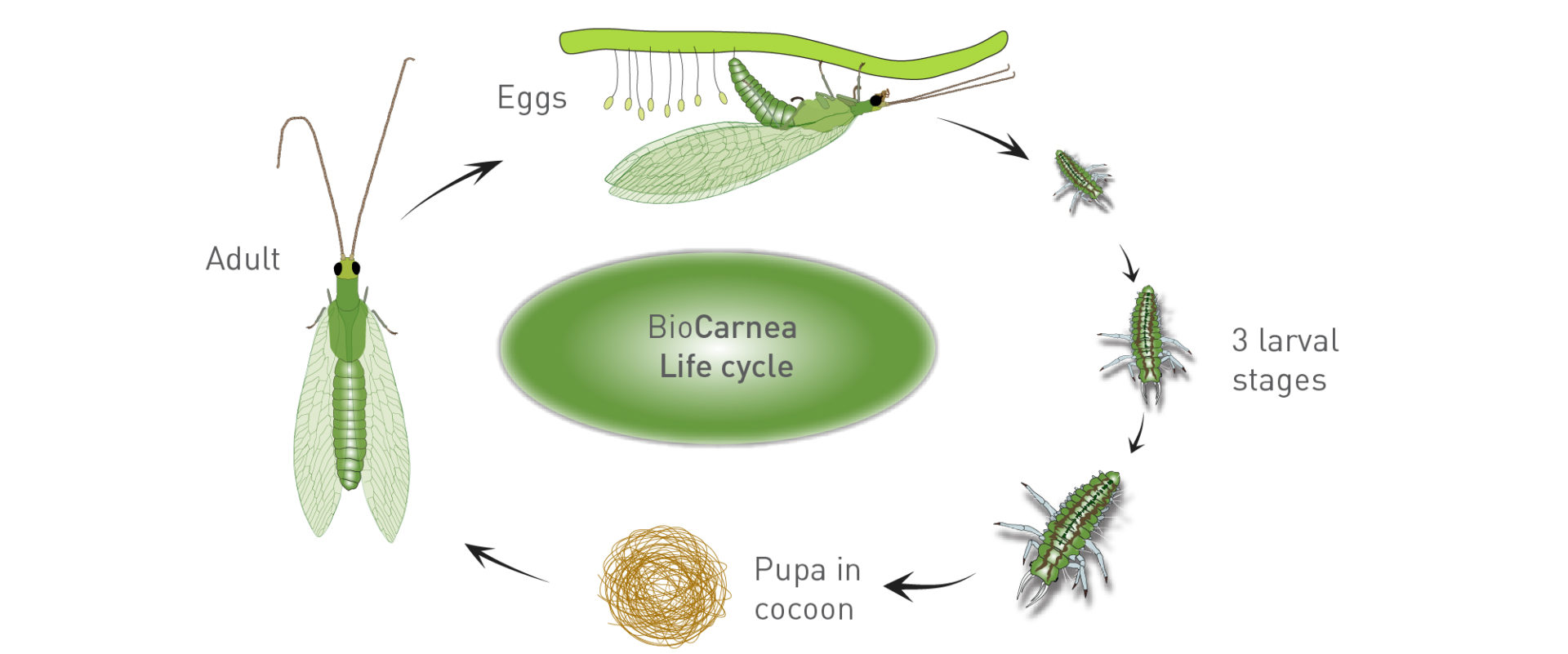 carnea life cycle - BioBee USA